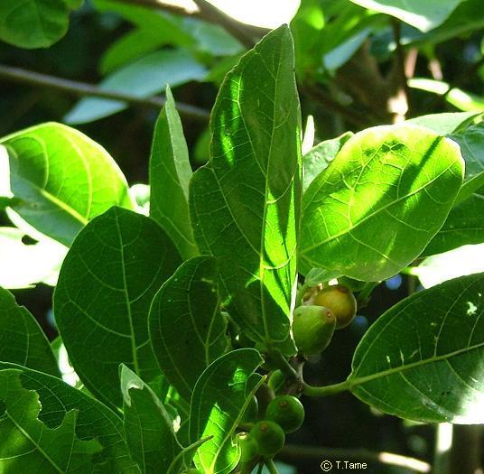 PlantNET - FloraOnline